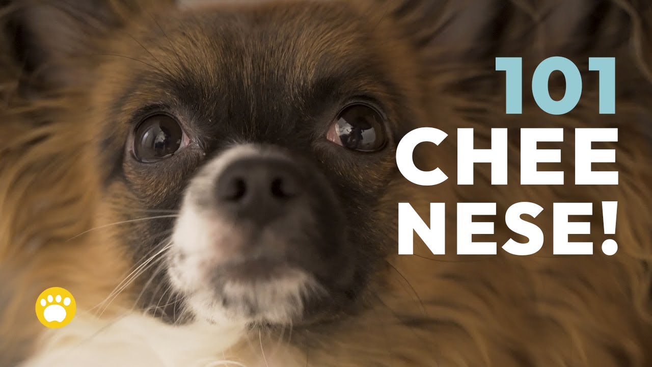 Cheenese 101 (Havanese Chihuahua Mix) - YouTube
