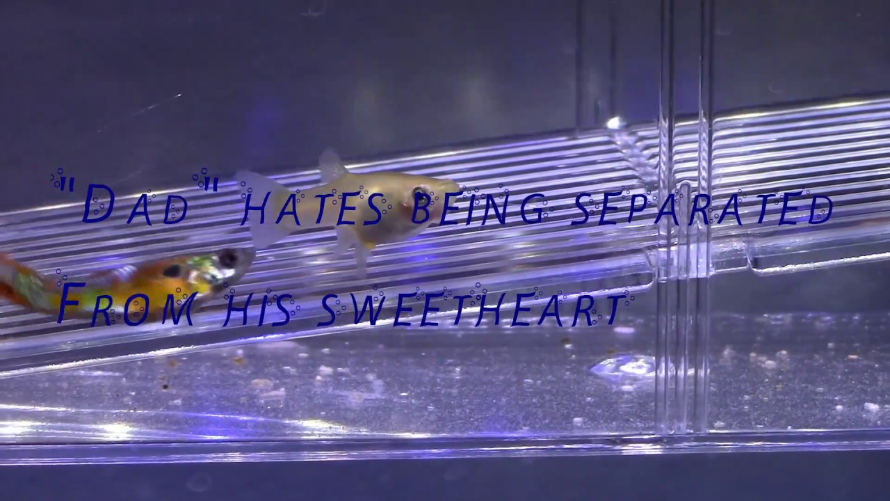 Endlers (Hybrids) Giving Birth - YouTube