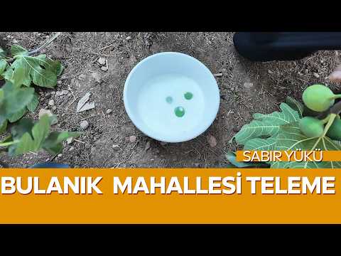 Bulanık’ta Yüzyıllık Lezzet! Sabır Yükü’nde Keçi Sütünden Yapılan Geleneksel Teleme
