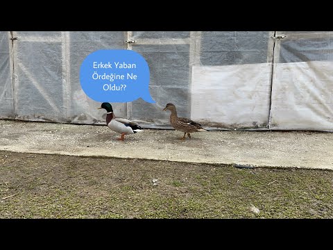 Yaban Ördeği Yumurtladı / Erkek Yaban Ördeği Kayıp / Kümeste Yeni Gelişmeler / #yabanhayatı #cochin