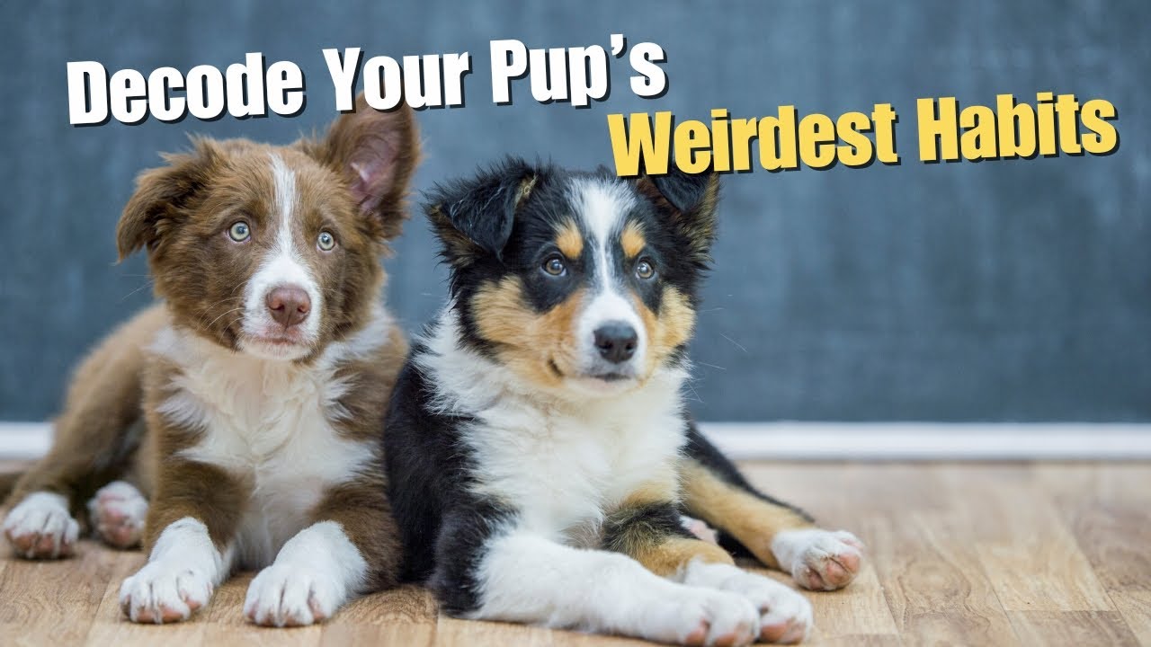 How to Speak Dog Decode Your Pup’s Weirdest Habits - YouTube