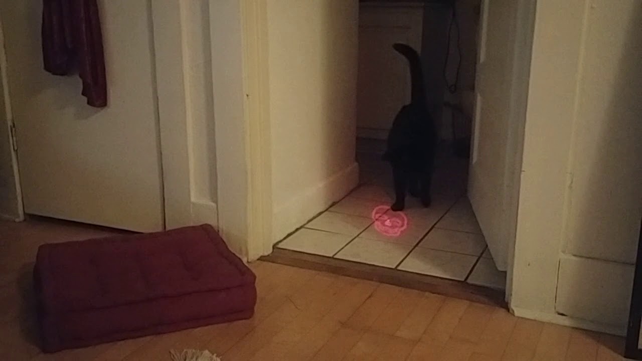 Cat scared of laser pointer - YouTube