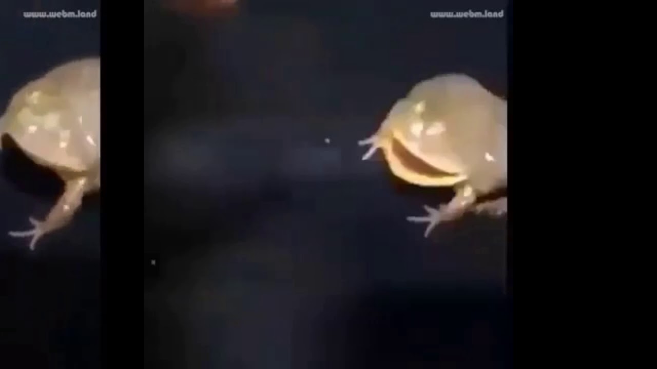 REEEEEEEE Frog but every 1/4 Seconds a New Froggo Appears (100% Volume ...