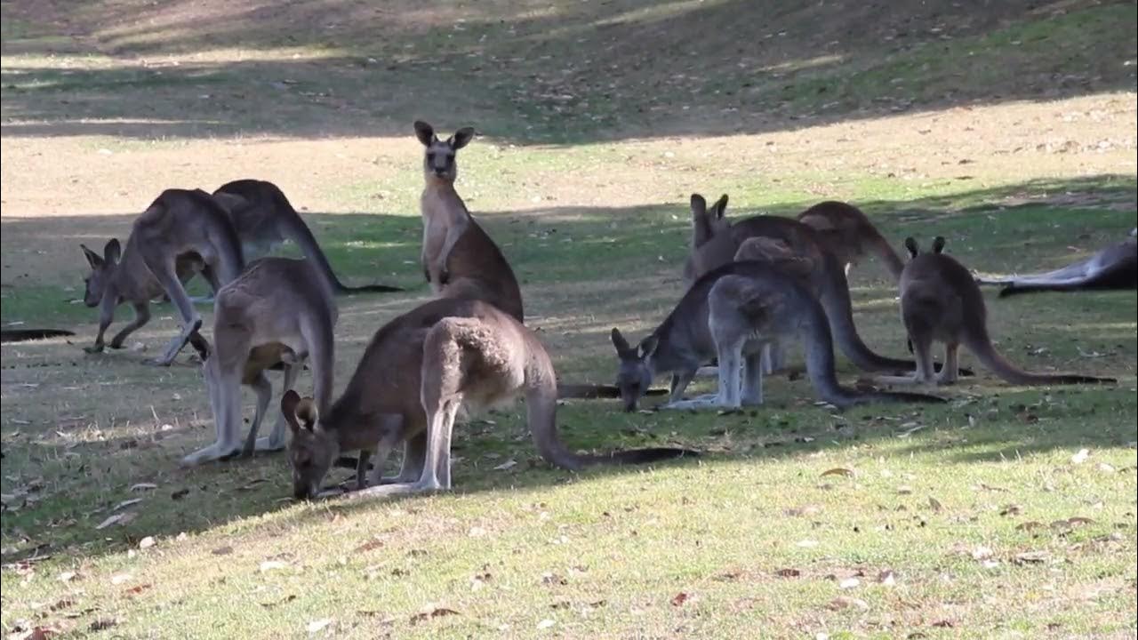Kangaroo Mob :) - YouTube