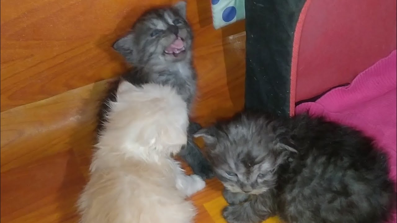 Adorable Kitten Are Coming Out And Not Going Back To Their House - YouTube