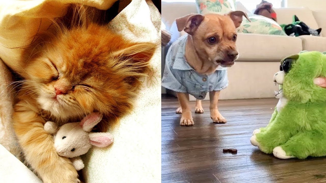 Cutest Baby kitten Learn her first lesson to be a real CAT – Meowing ...