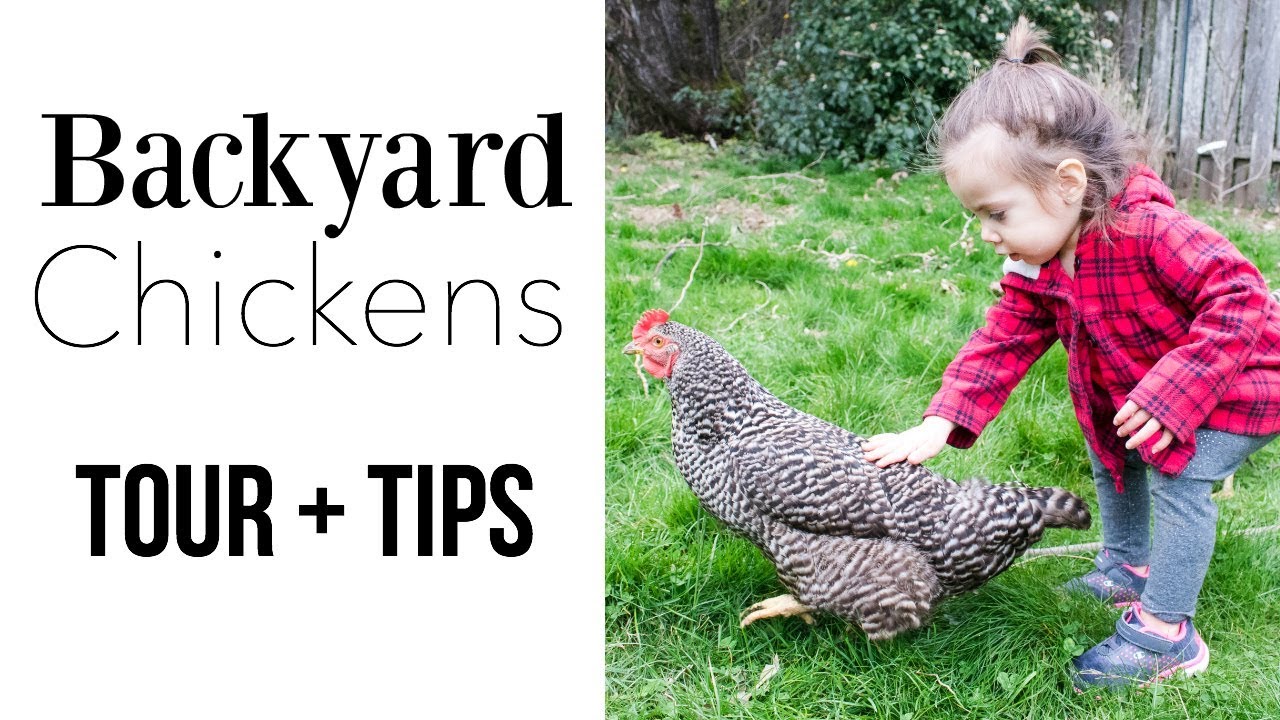 Backyard Chickens Coop Tour and Setup for Laying Eggs - YouTube