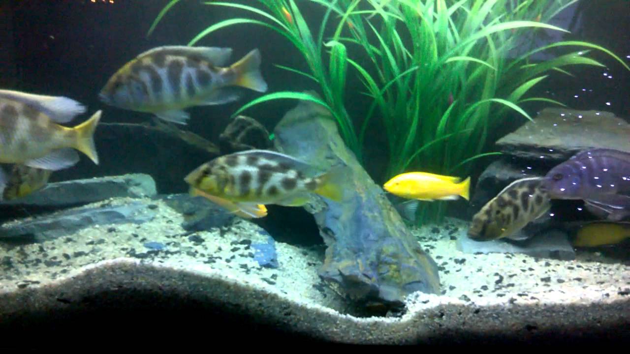Akvarium Malawi - YouTube