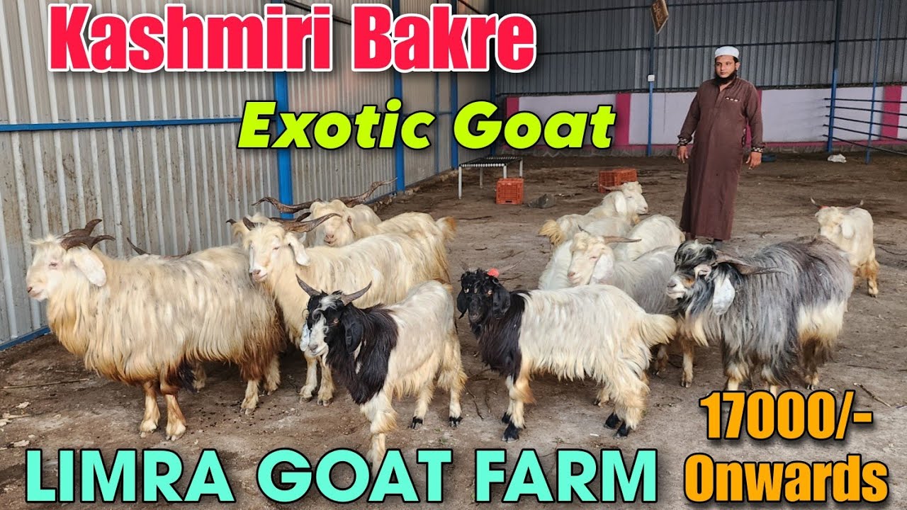17000/- Onwards Kashmiri Pahadi Bakre At LIMRA GOAT FARM | 2025 Exotic ...