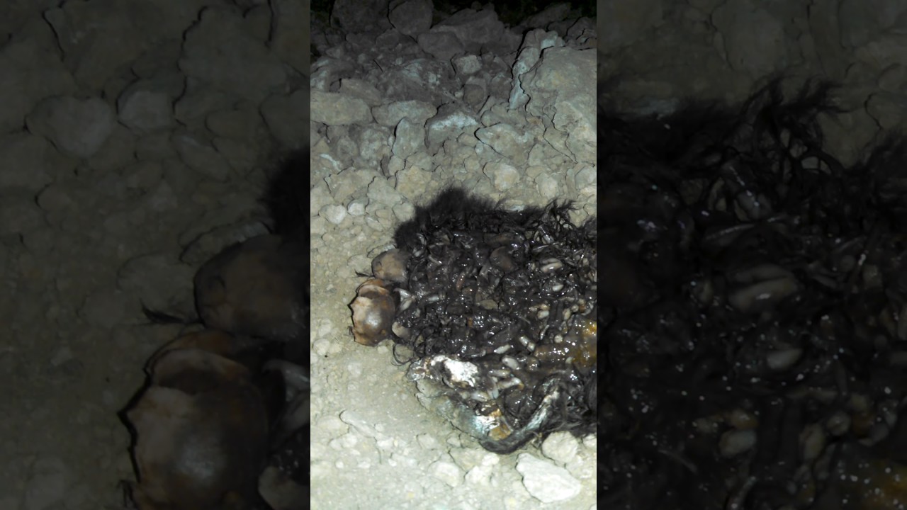 Nasty maggots eating dead animal - YouTube