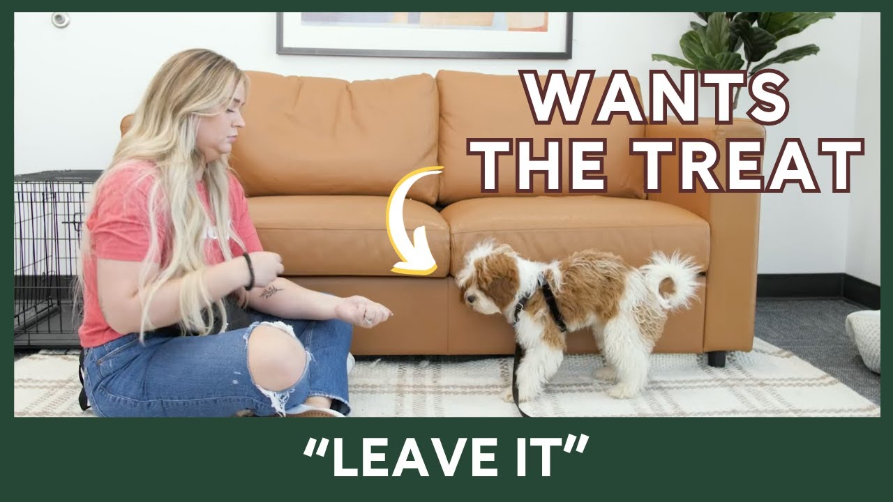 Teach Your Dog "LEAVE IT" [Video 7/14] - YouTube