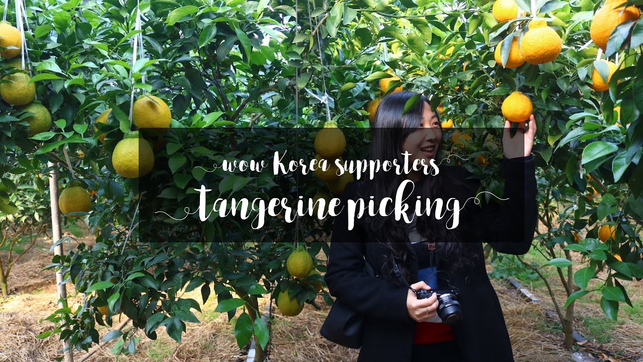 Tangerine Picking - YouTube