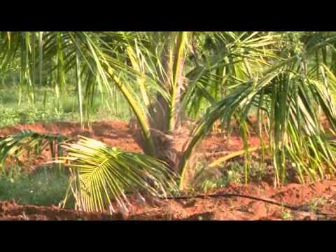 Coconut Cultivation - YouTube
