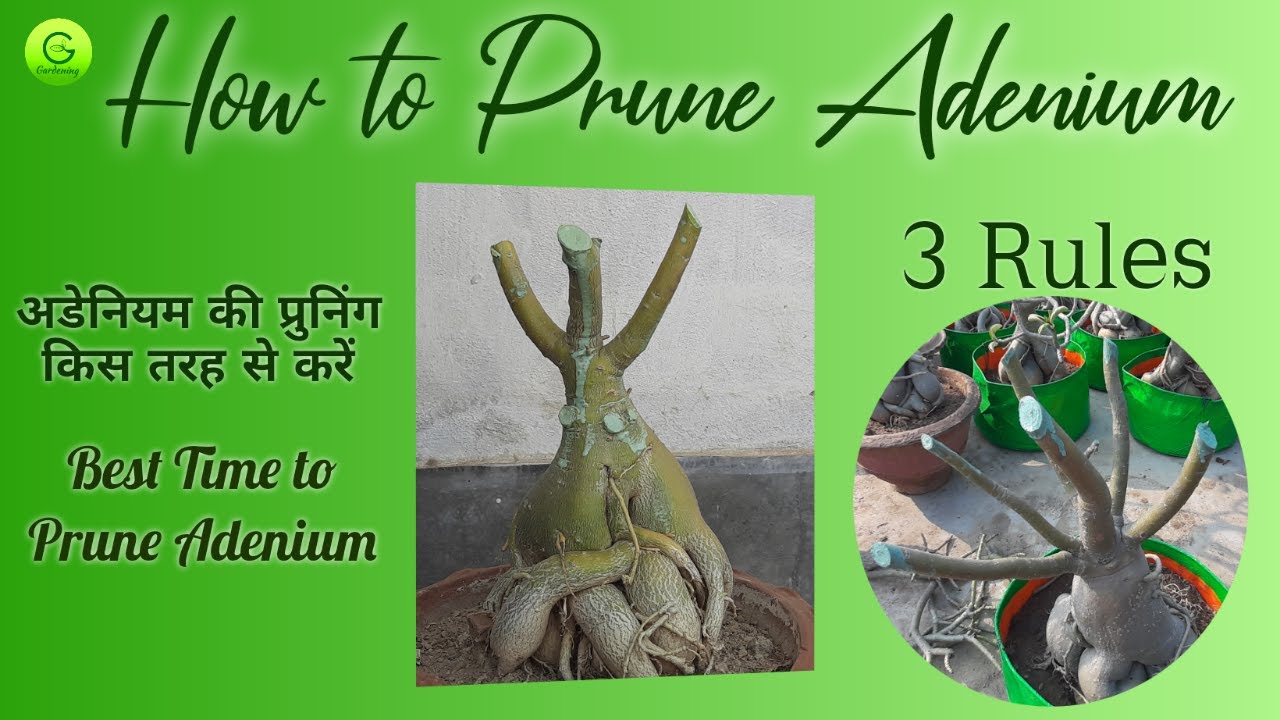 Adenium Pruning / Best Time to Prune Adenium Plant / How to Prune ...