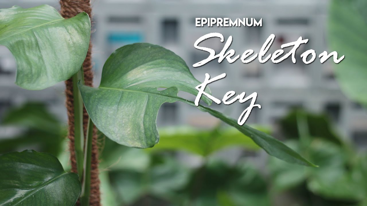 Beautiful of Epipremnum SKELETON KEY - YouTube