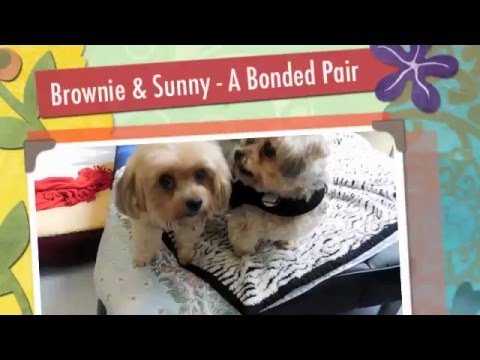 Brownie and Sunny, Yorkies at Muttville - YouTube