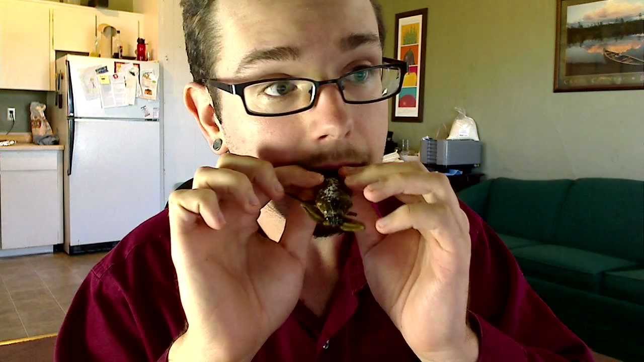 Eating Giant Water Bugs (AKA Water Scorpions, Maeng Da, Cà Cuống ...