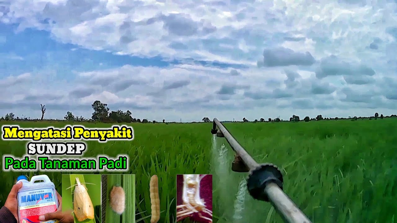Mengatasi Penyakit Sundep Ulat Batang Tanaman Padi PETANI 62 - YouTube