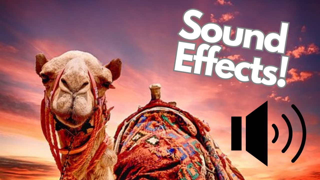 Camel Sound Effects - Camel Sounds and Noises, Who knew they sounded ...