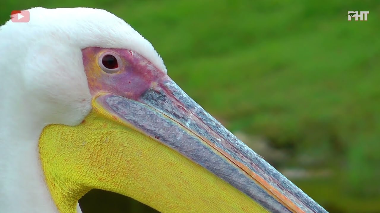 30 Moments When Most Dangerous Birds Attack And Swallow Everything That ...