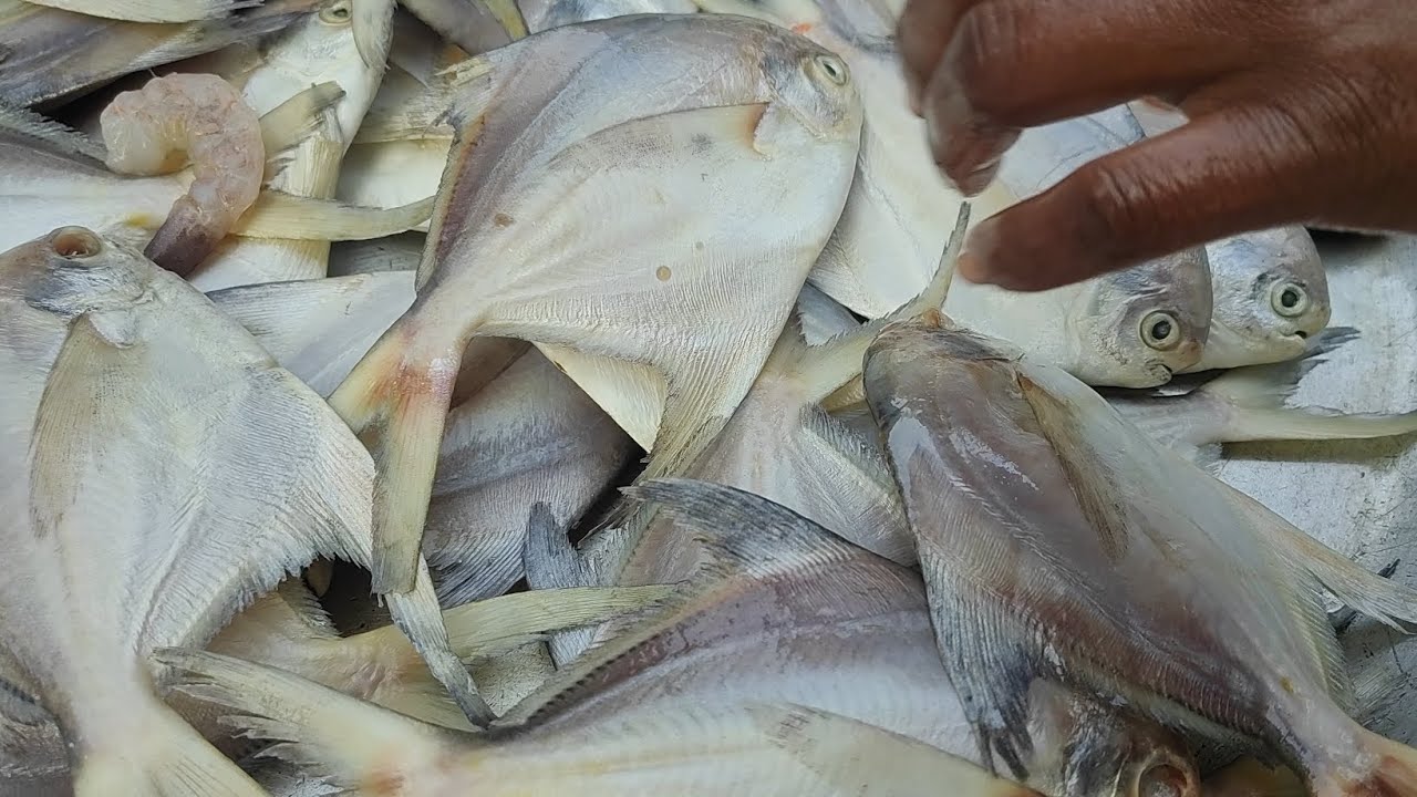 pamphlet fish cooking block 🔪🔪🐟🐟 - YouTube