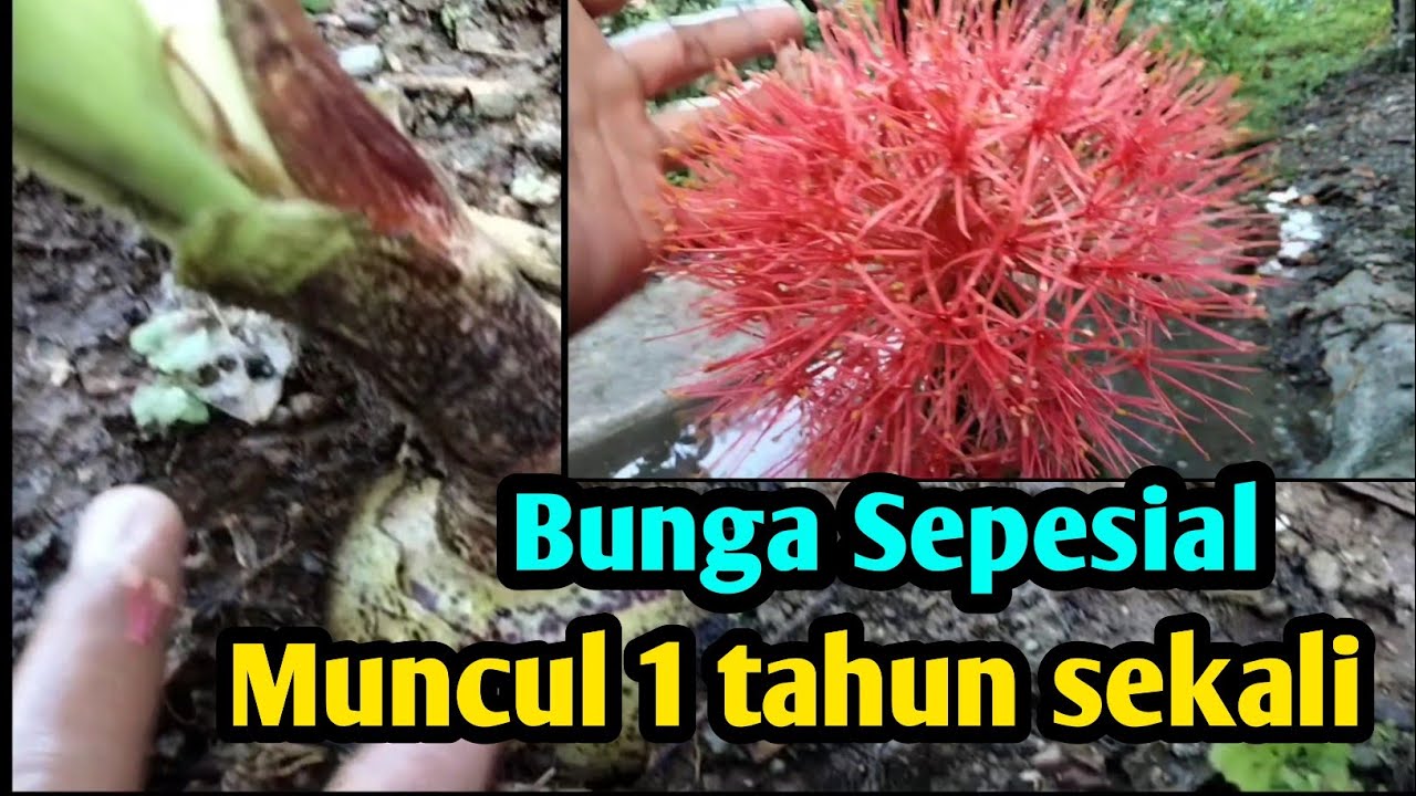 Luar Biasa Bunga ini munculnya setiap bulan desember - YouTube