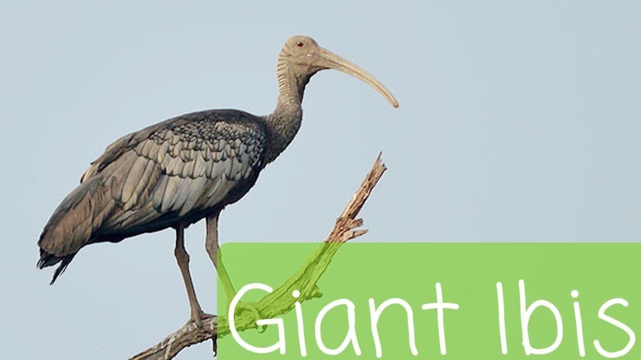 Episode10: Giant ibis (Thaumatibis gigantea) : Critically Endangered on ...