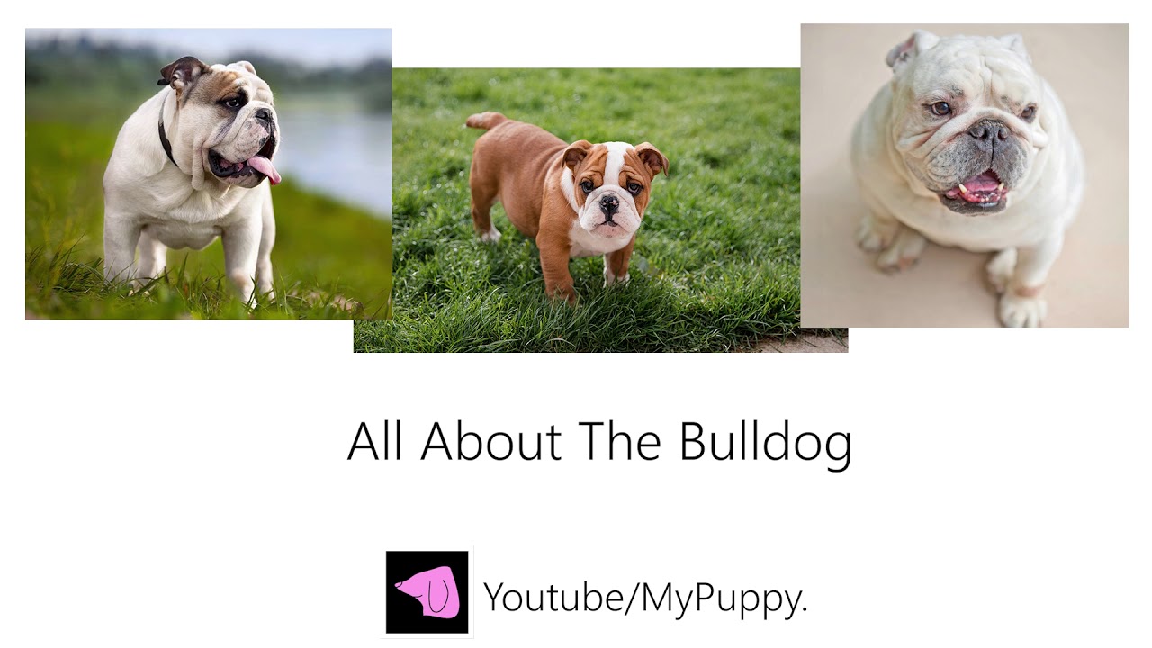 All About The Bulldog - #2 Of The Dog Series | MyPuppy. - YouTube