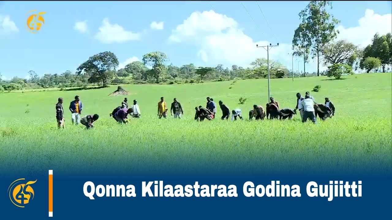 Qonna Kilaastaraa Godina Gujiitti - YouTube