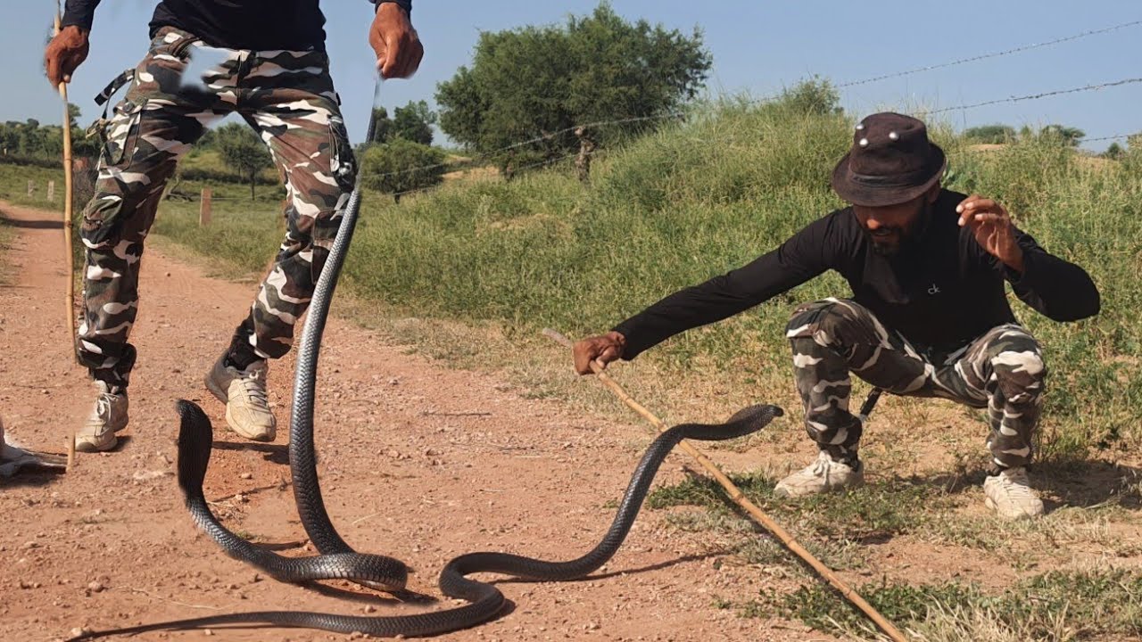 kns28 rescue largest king cobar s 🐍 snake poniya farm and leave it ...