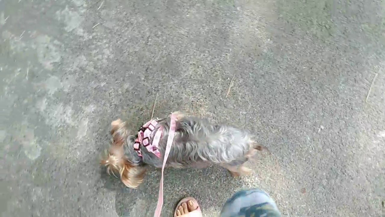 BUNNY WALKING PART 3 - YouTube