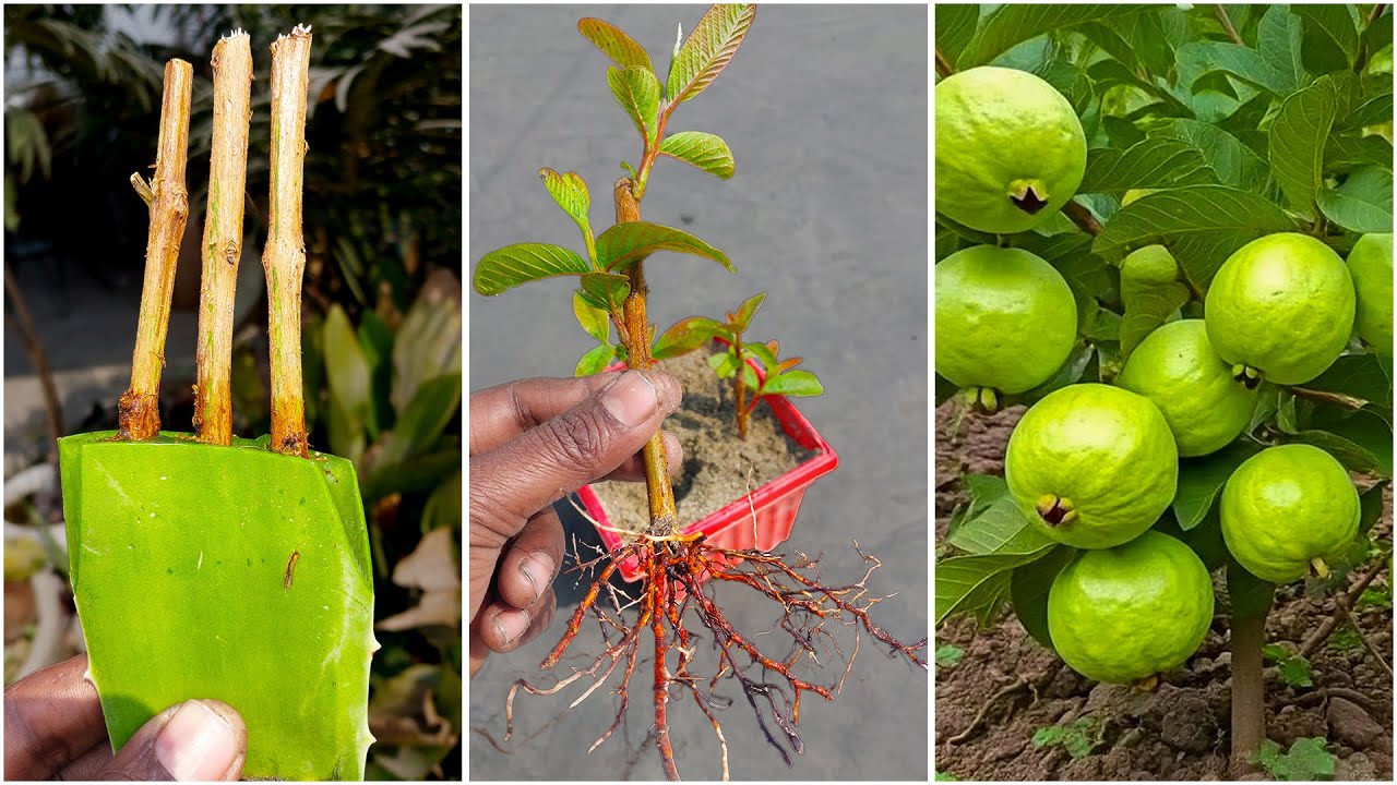 How to grow guava plant at home from cuttings || Best & easy method for ...
