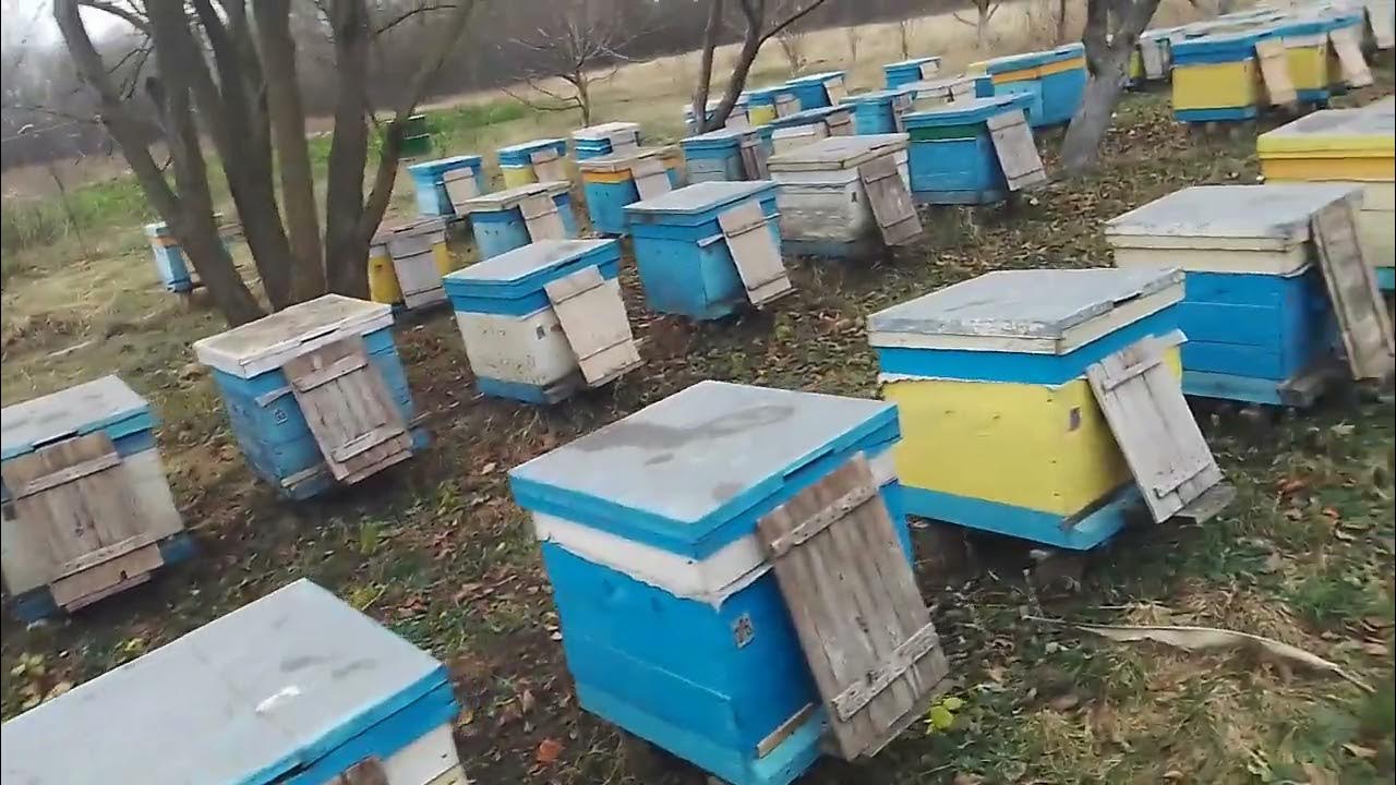 Пасека 19 ноября - YouTube