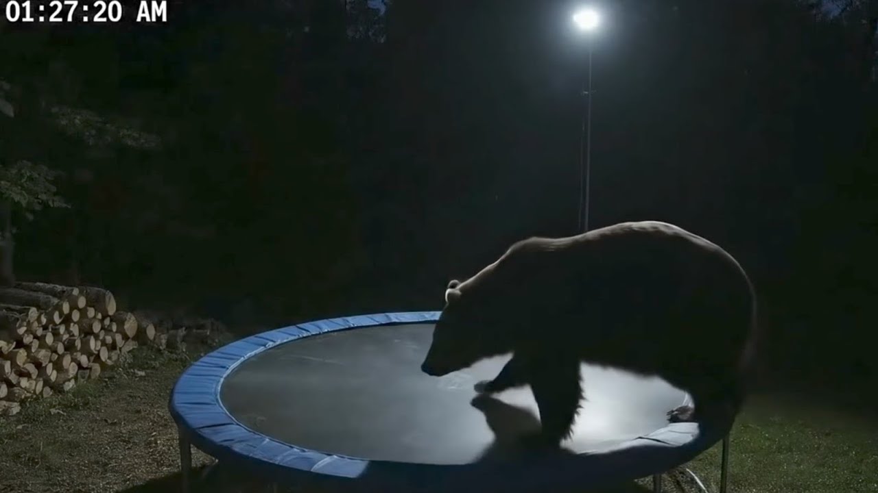 What Happens When Wild Animals Find a Trampoline ؟ - YouTube