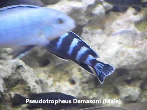 Mbuna Cichlid - Pseudotropheus Demasoni (Male) - YouTube