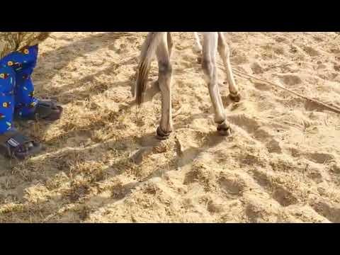 Donkey breeding video 