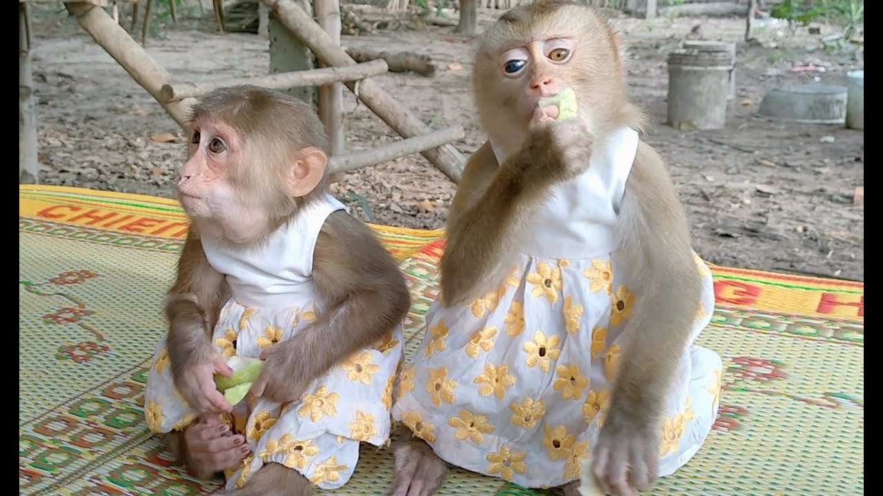 [Moon Family] Monkey Moon and Sky can't wait to eating guava - YouTube