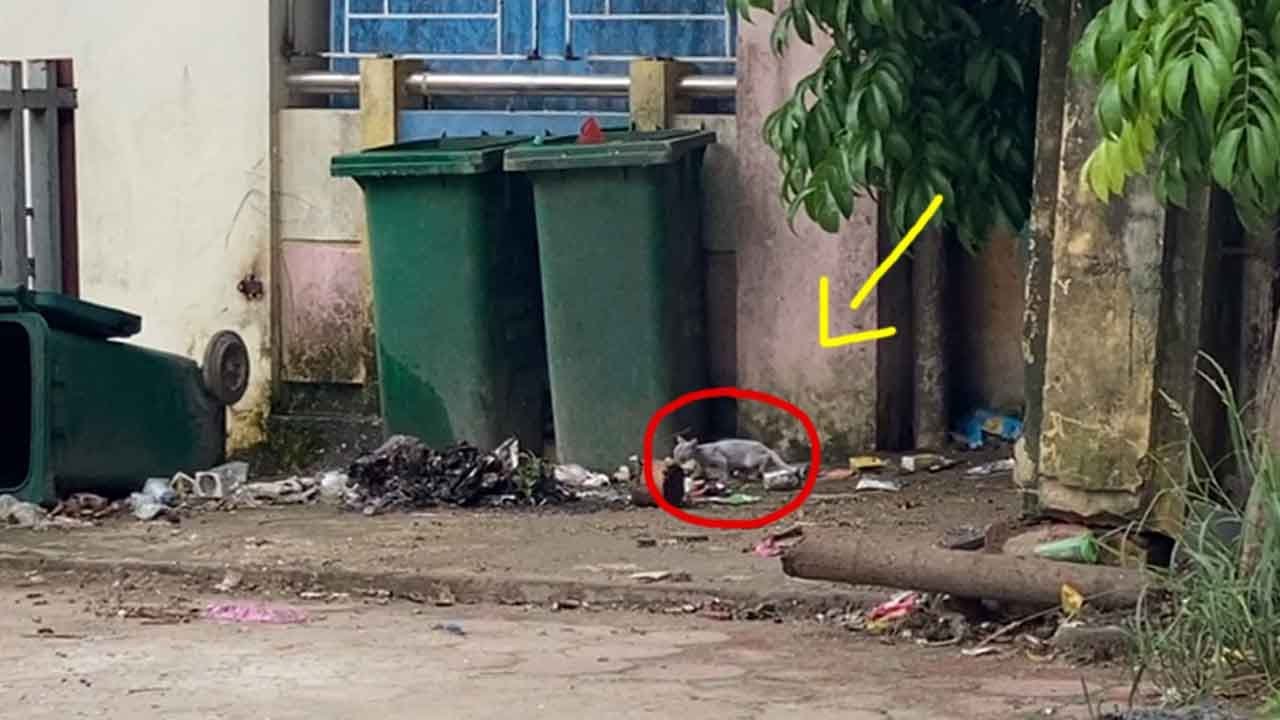 Poor kitten rummages through the garbage dump for food, skinny and weak ...
