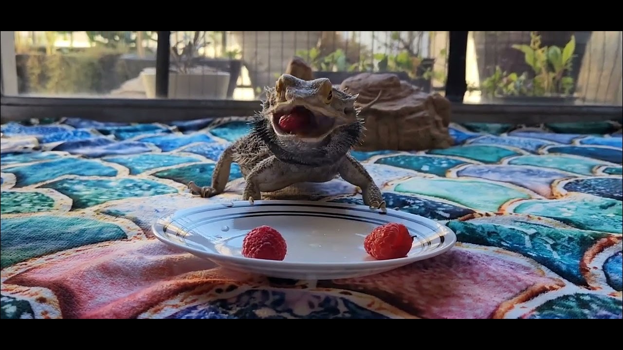 Raspberries, definitely his favorite - YouTube