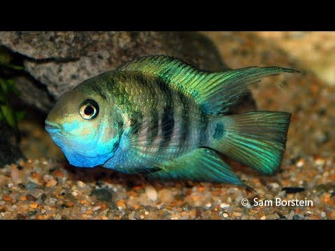 5feet sump aquarium cichlids setup... - YouTube