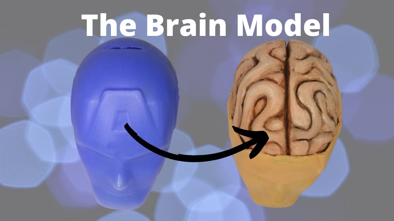 How to make Human Brain Model? || science project - YouTube