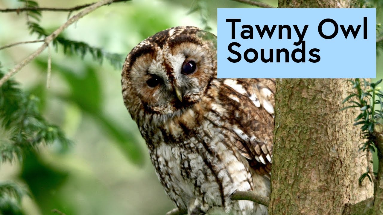 Tawny Owl Sounds - Night Time Soundscape in UK Woodland - YouTube