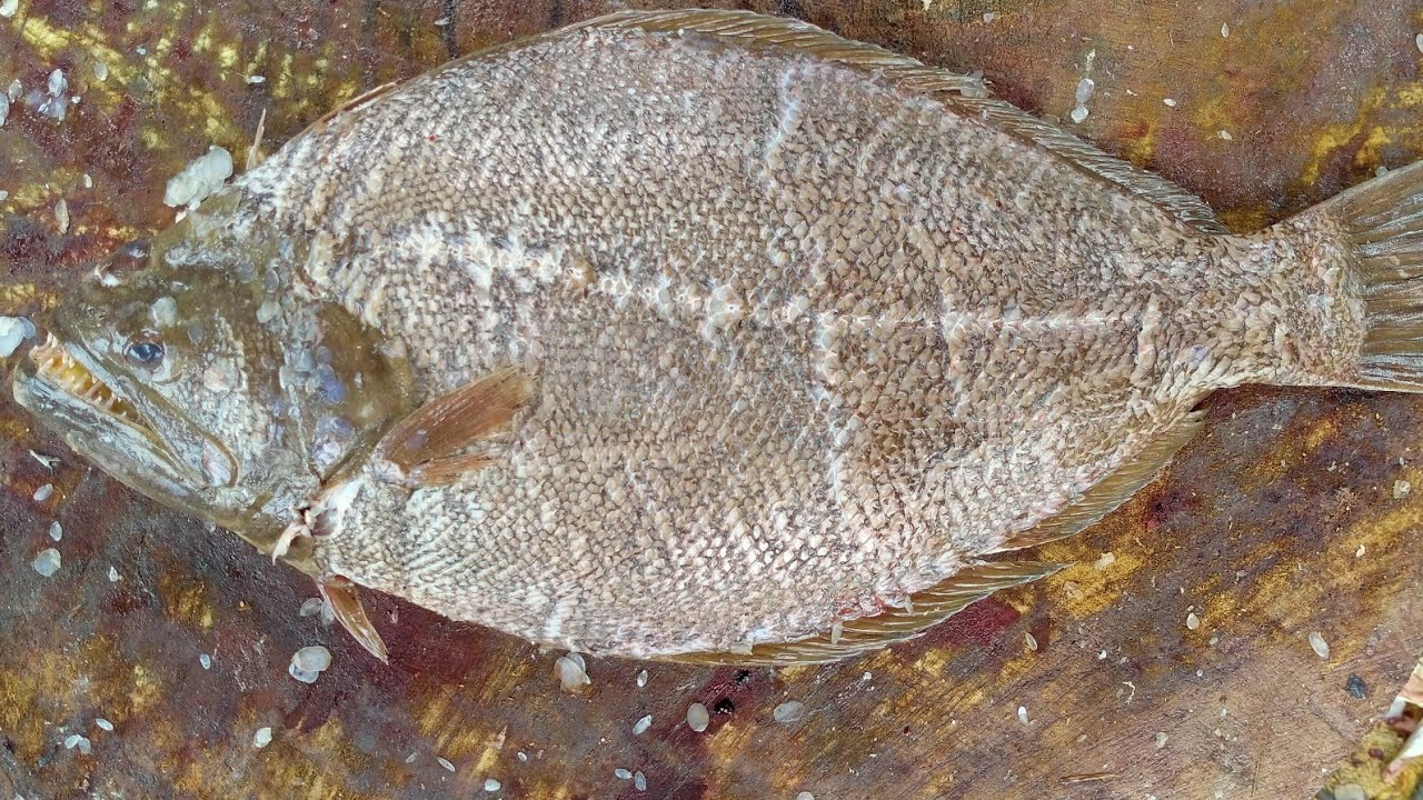 Naaku Fish Cutting skill/ Expert Fish Cutter sekar - YouTube