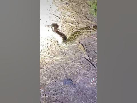 Giant Python Periscoping! Python Hunting in the Everglades! - YouTube
