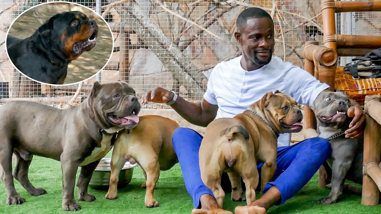 A visit to Blessed Empire Kennel | Rottweiler,American Bully,Boerboel ...