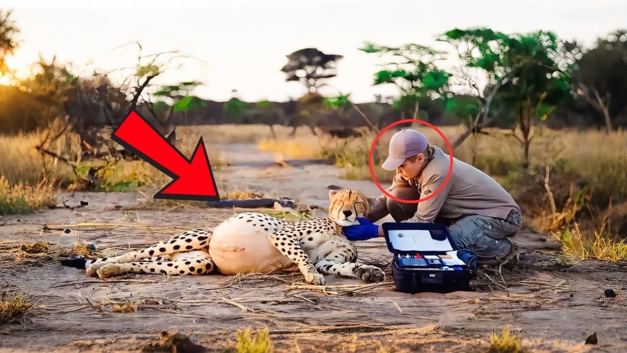 Geburt einer Gepardin: Ihre Hilfe verändert alles – der nächste Moment ...