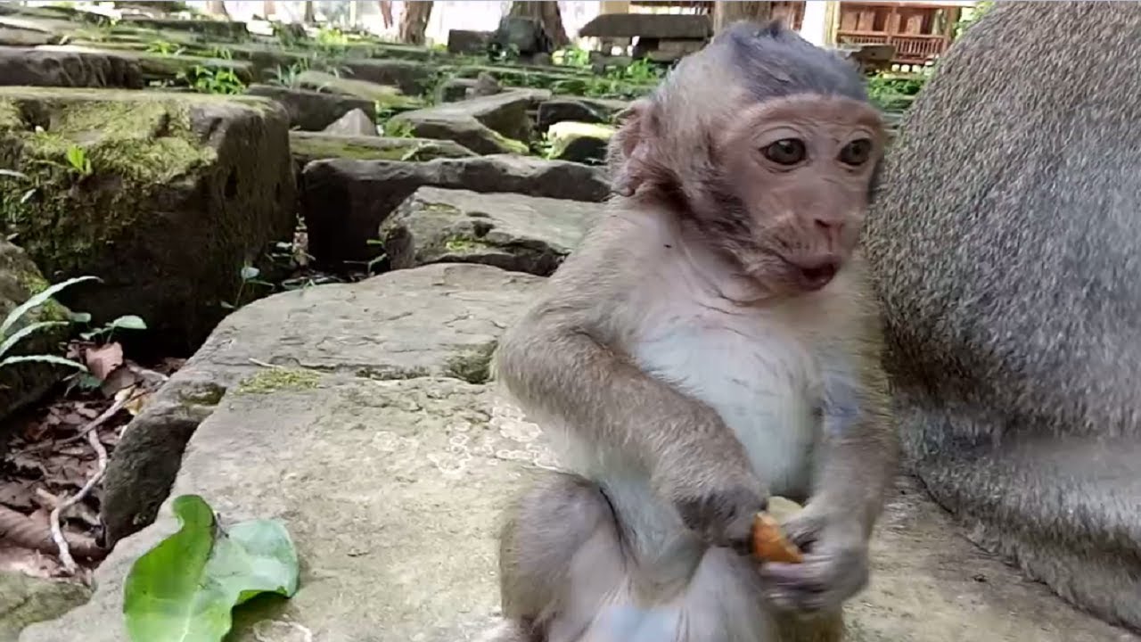 Baby Monkey Cry Cos Not See Mommy ST717 Mono Monkey - YouTube