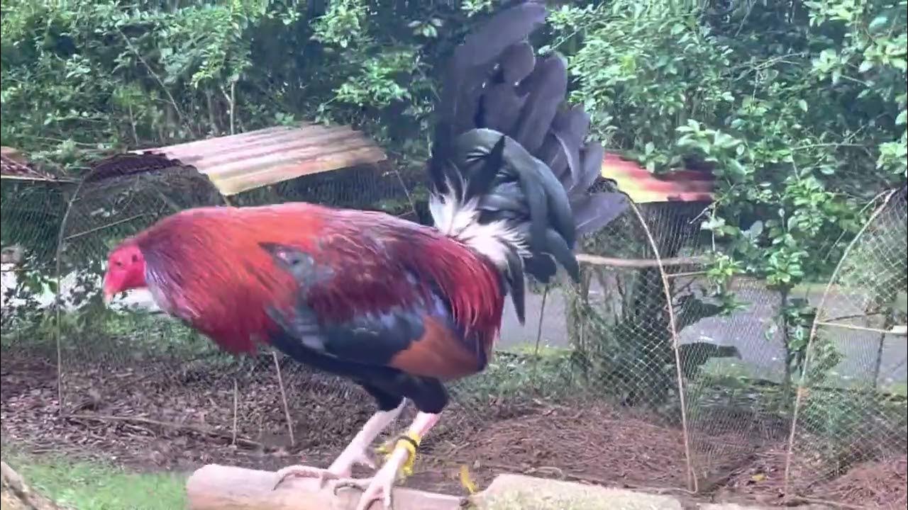 WPC national banded stags, Tonio and Mica Gamefarm… Claret crosses and more, Nov 13 2022 - YouTube