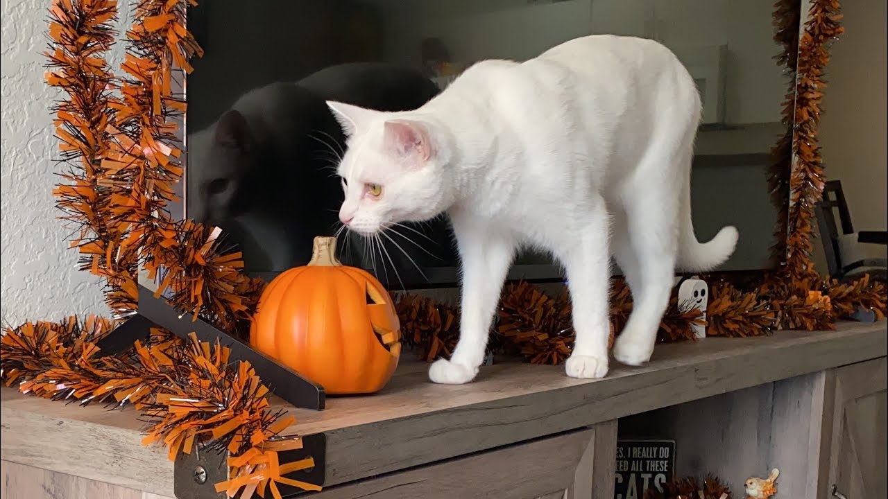 Dobby Steals Decorations 😆 - YouTube