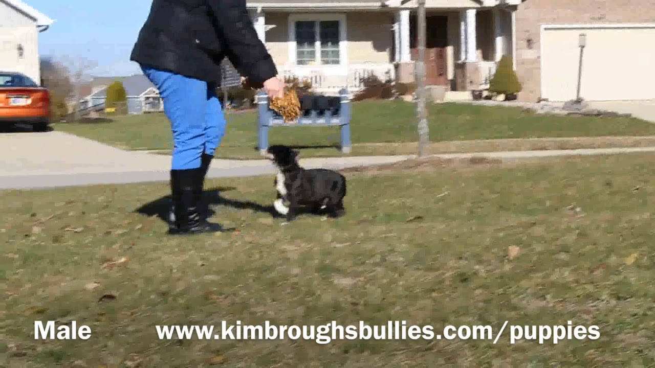 Male American Bully Youtube